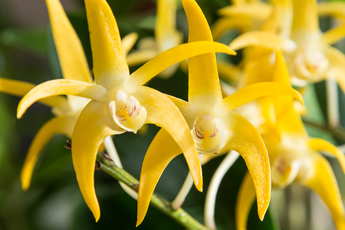 Orchid Portaits: Photographs of Dendrobiums, Cymbidiums, Dockrillia ...