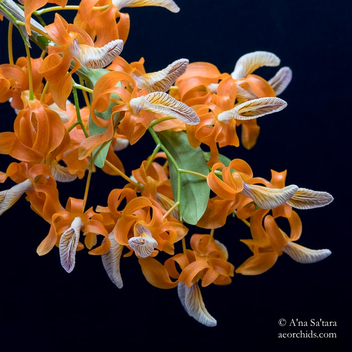 Dendrobium unicum