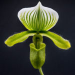 Paphiopedilum acmodontum