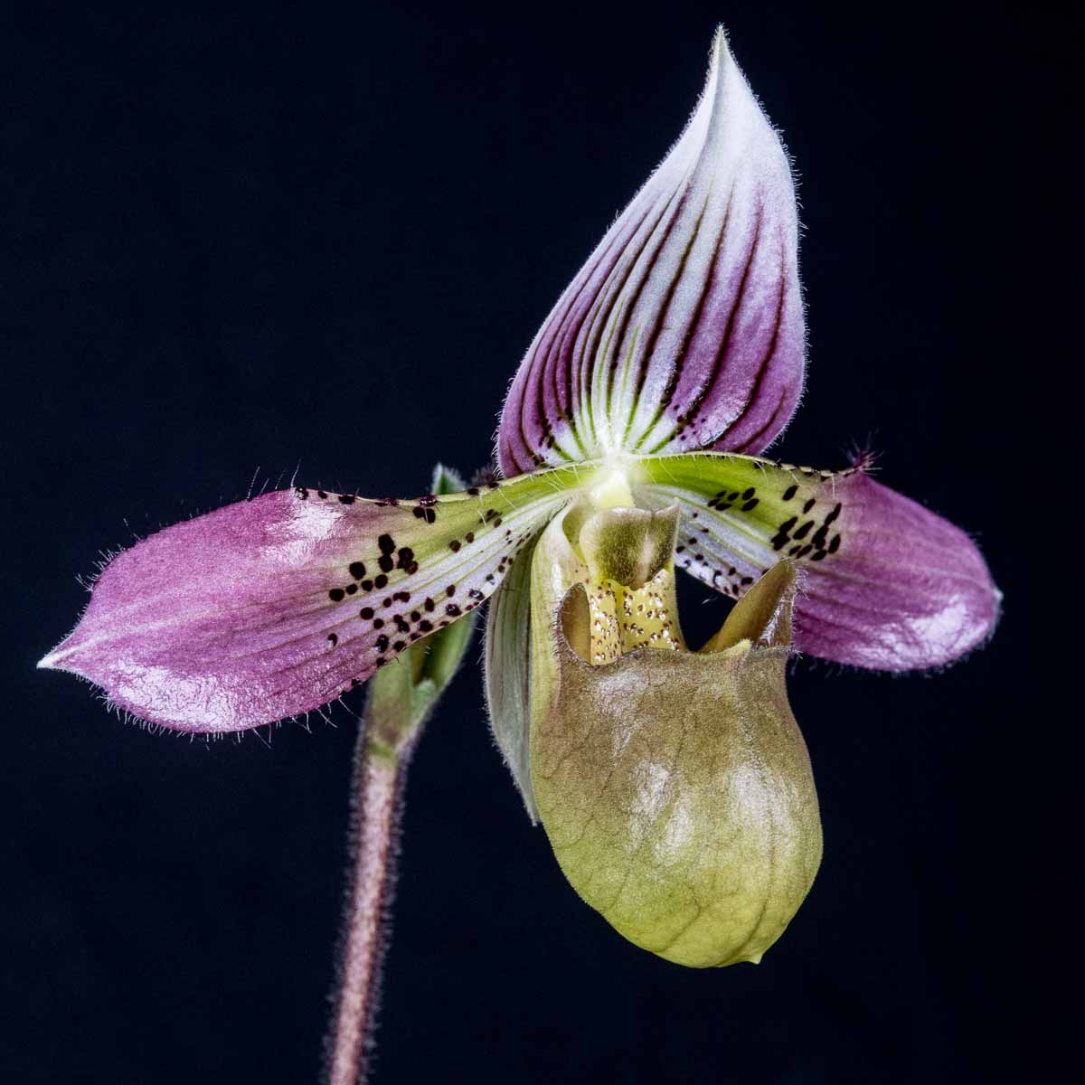 Paphiopedilum lawrenceanum var. hyeanum