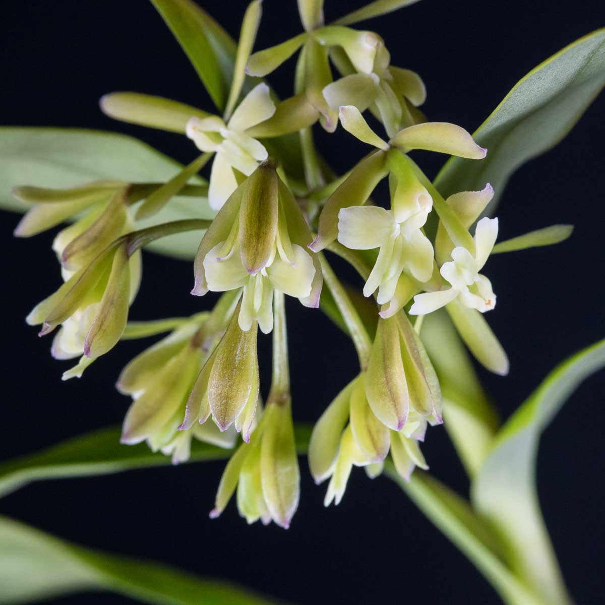Epidendrum fimbriatum